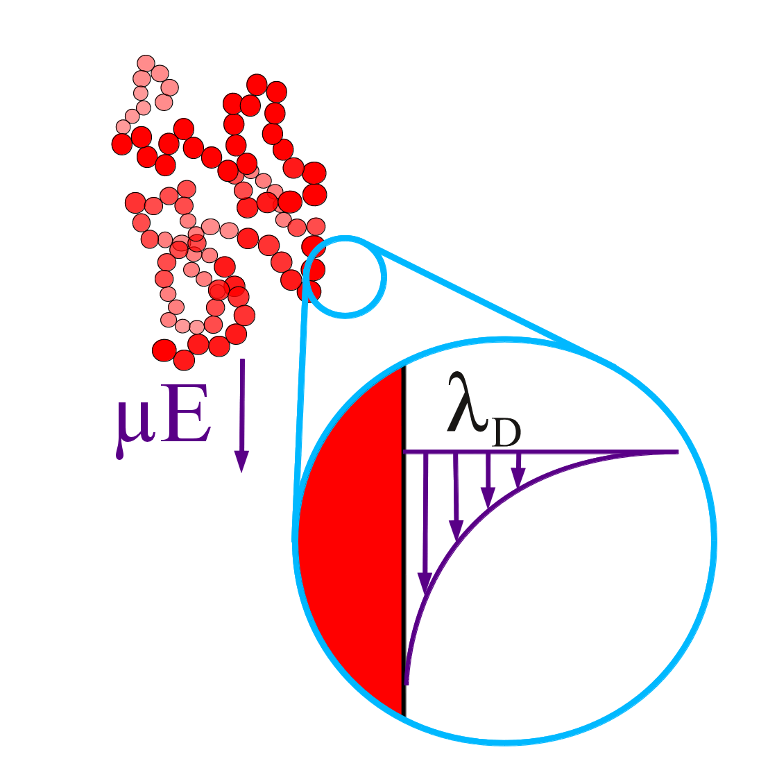 Electrophoresis Algorithm with Finite Debye Layers – Shendruk Research